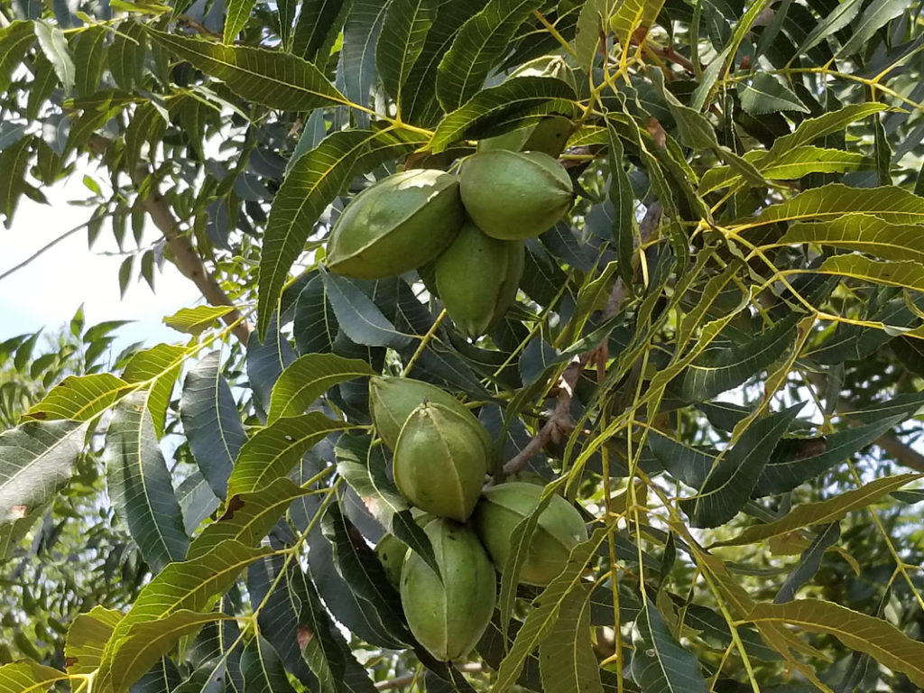 Georgia Pecans and New Communities Making a Difference - Happy Dirt