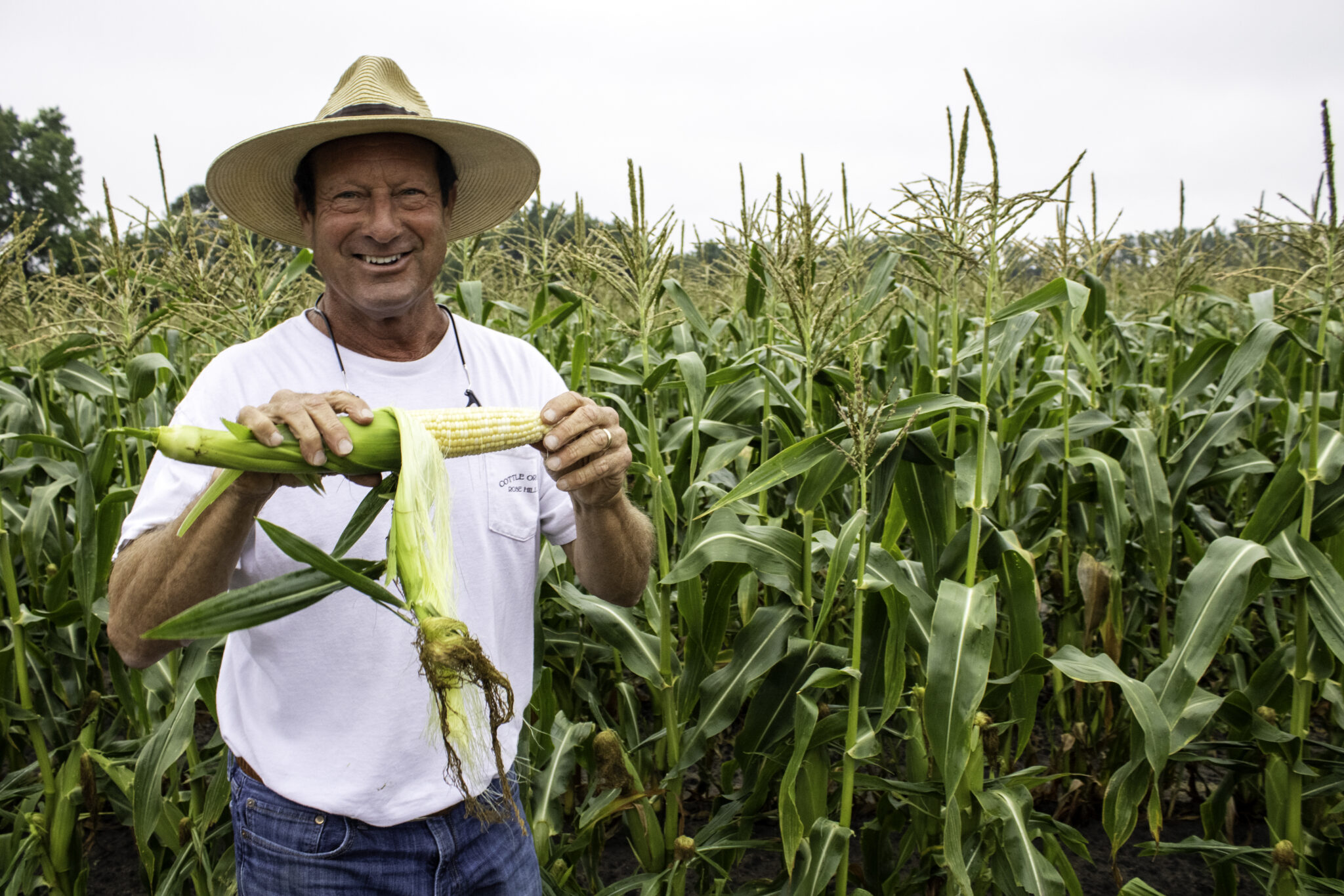 Organic Sweet Corn Sparkles like Gold in North Carolina