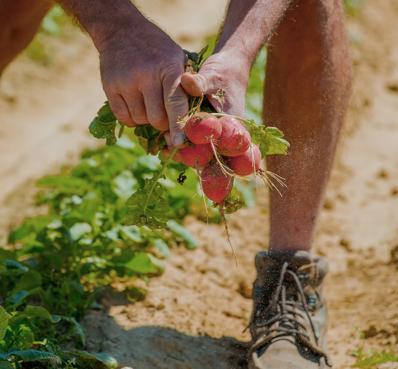 our farmers - Happy Dirt